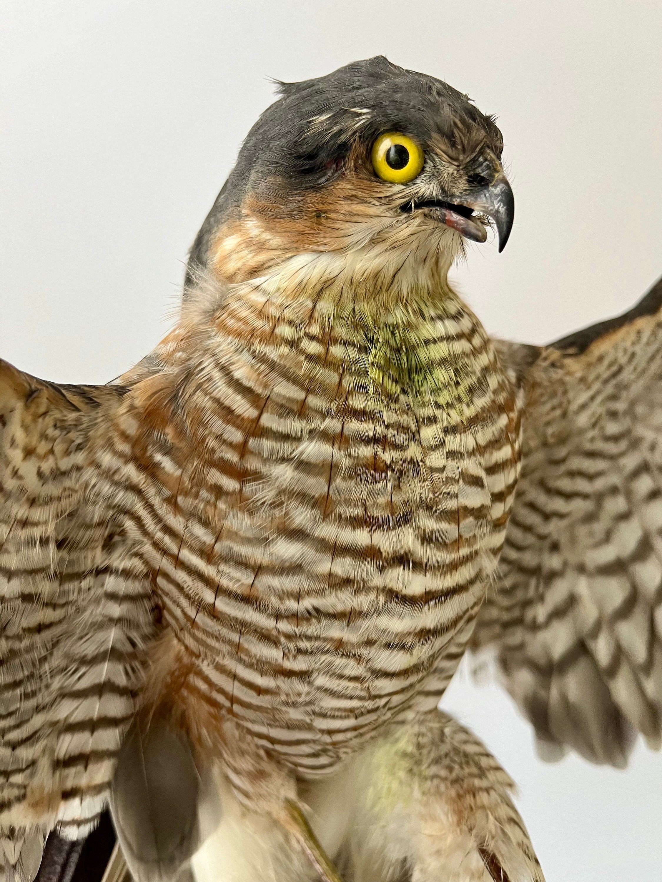 Eurasian Sparrow Hawk accipiter Nisus Taxidermy Mounts Bird Wall Mount ...