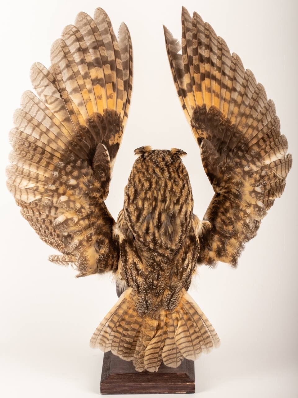 Taxidermy Long-eared Owl asio Otus Wide Wings Stuffed Mounts Standing ...