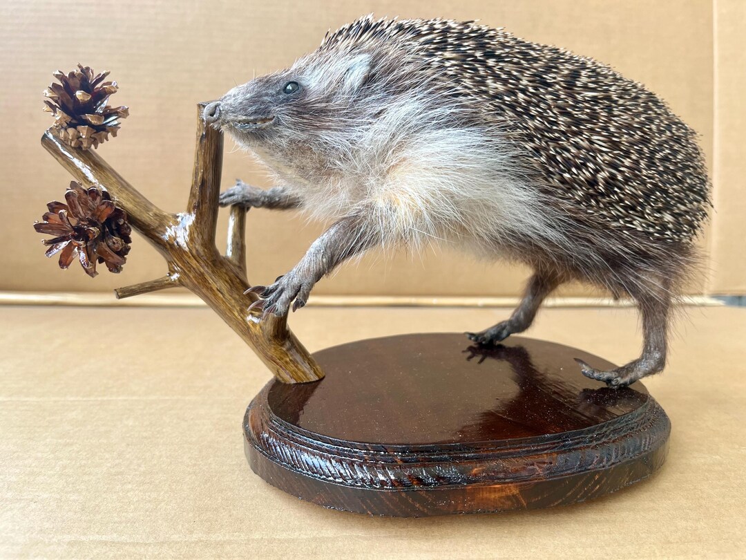 European Hedgehog (erinaceus Europaeus) Taxidermy Stand Mount Home ...