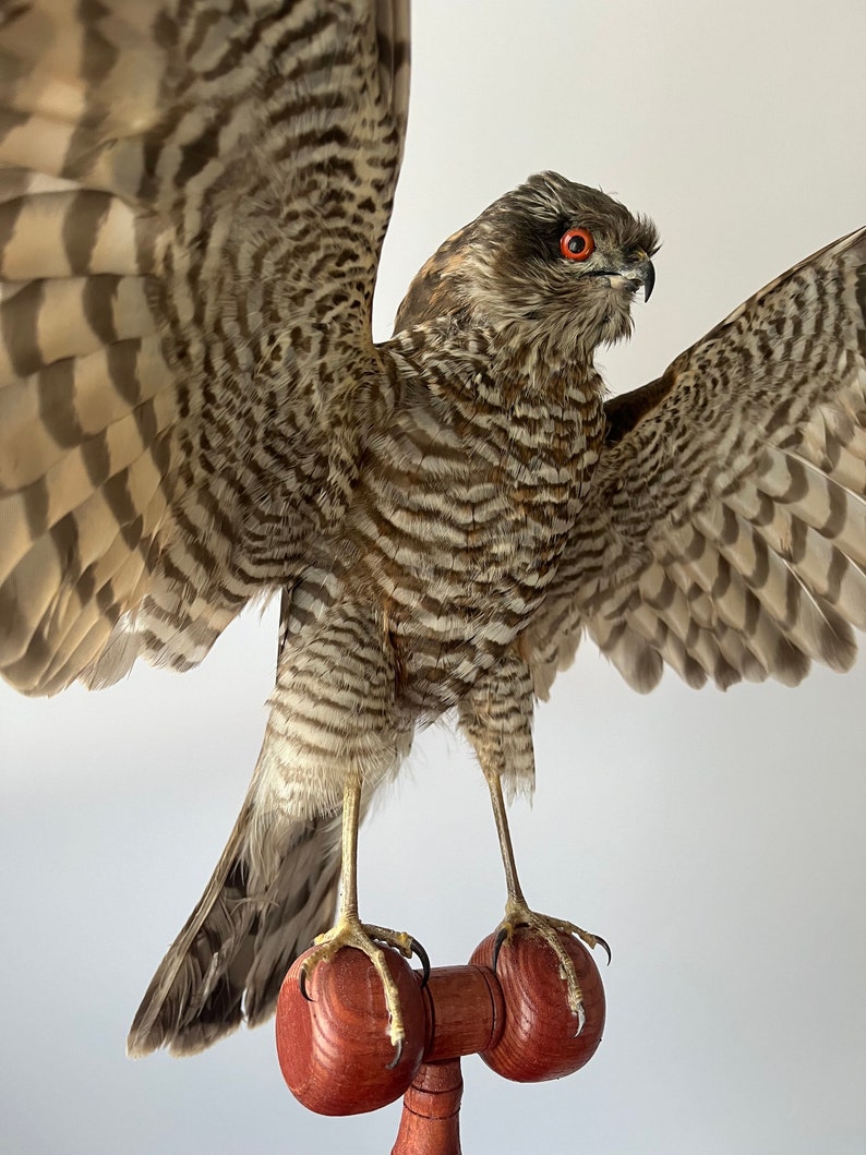 Taxidermy Sparrowhawk Standing Mount Bird - Etsy