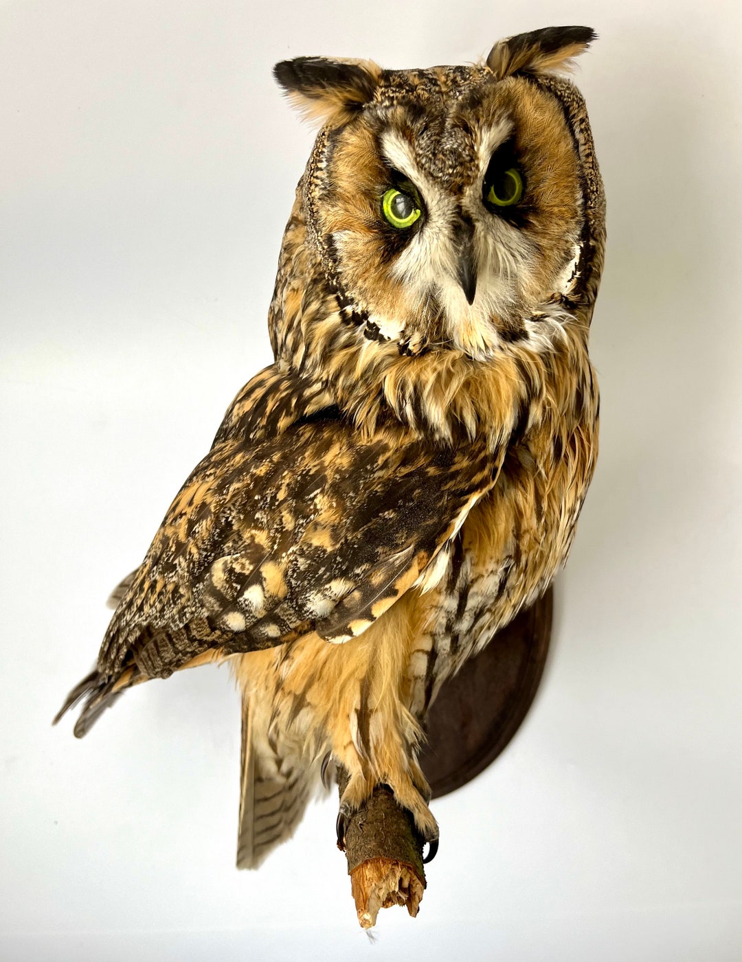 Taxidermy Long-eared Owl asio Otus Stuffed Mounts Wall Mount Bird Decor ...