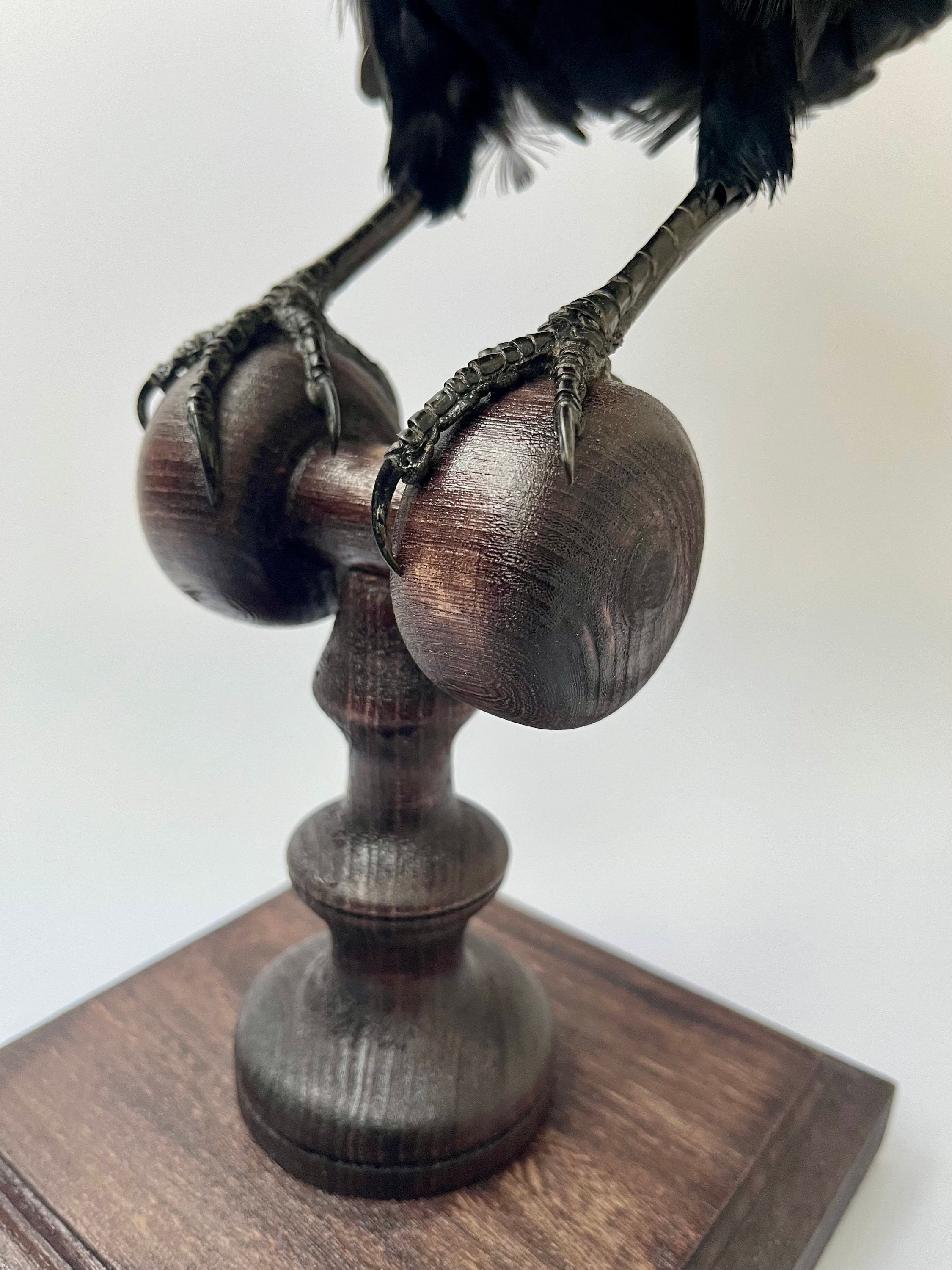 Rook Taxidermy Bird Real Stuffed Mount Animal Gothic Tattoo - Etsy