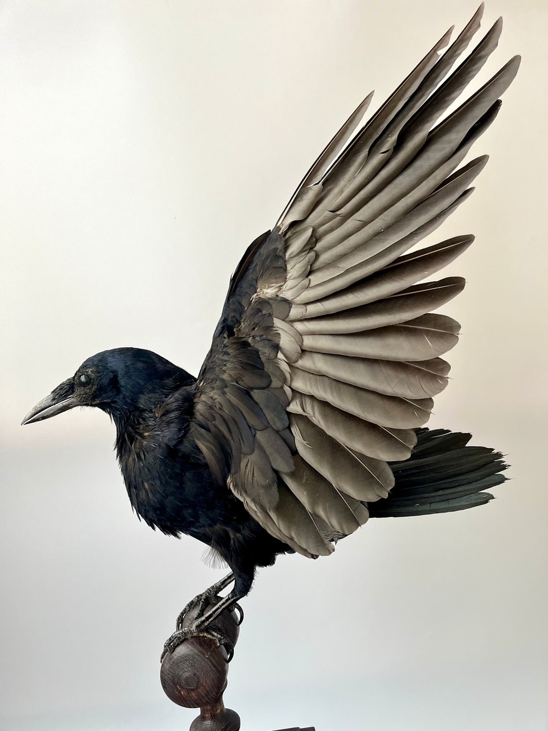 Rook Taxidermy Bird Real Stuffed Mount Animal Gothic Tattoo - Etsy