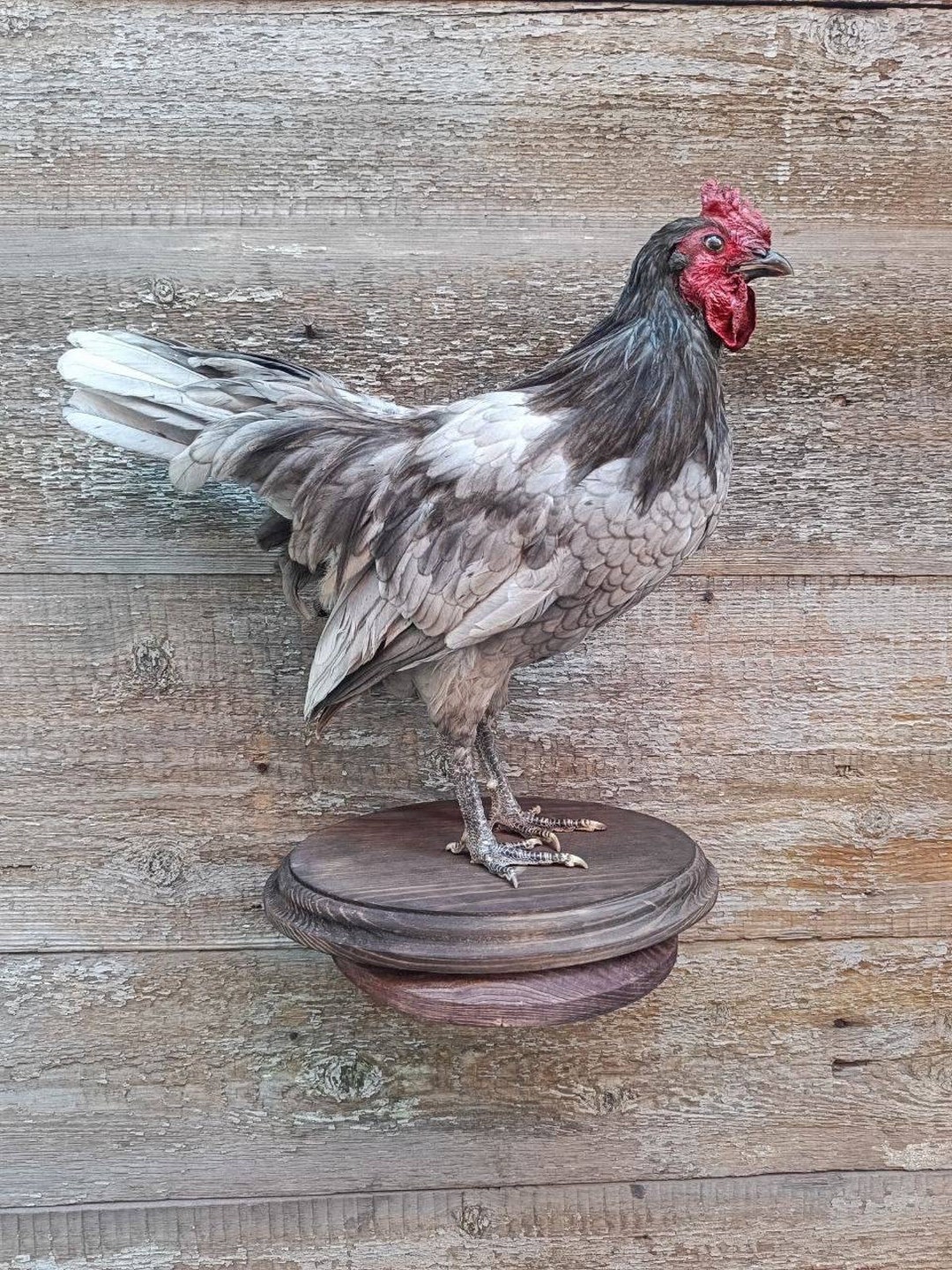Hybrid Silver Hen Rooster Chicken Taxidermy Mounts Stuffed Animal Stand ...
