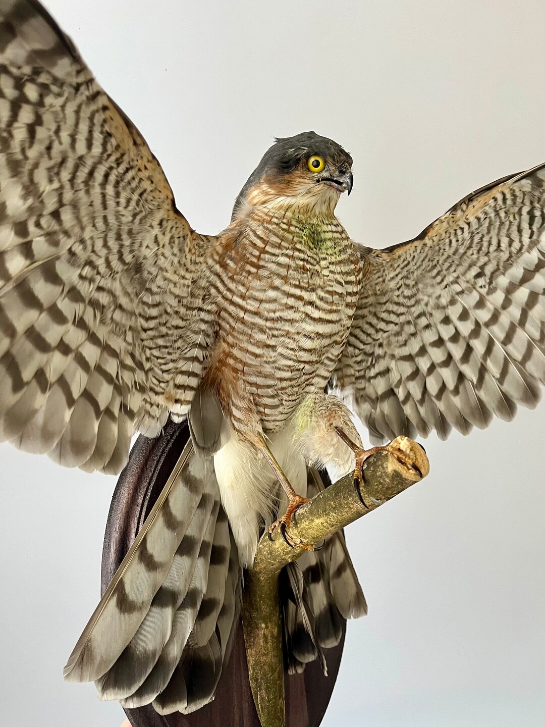 Eurasian Sparrow Hawk accipiter Nisus Taxidermy Mounts Bird Wall Mount ...