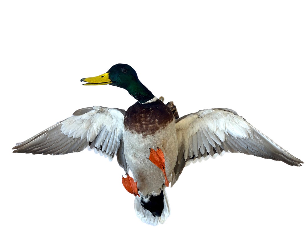 Domestic Pen Raised Mallard Duck Taxidermy Wall Mount Wide Wings - Etsy