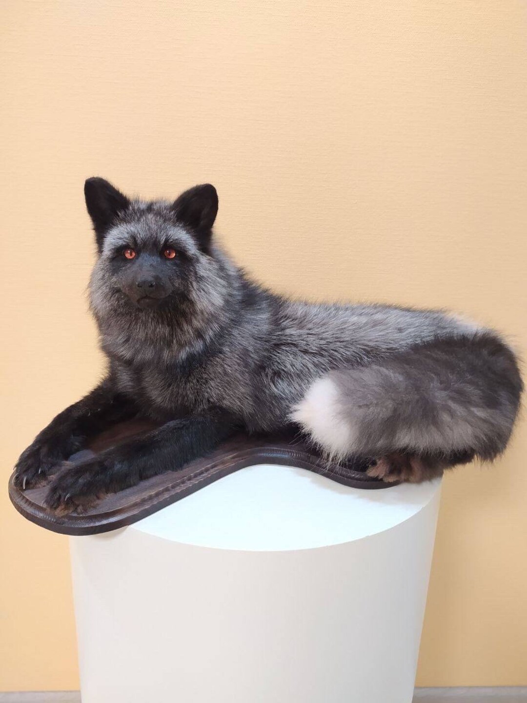 Silver Fox vulpes Vulpes Taxidermy Stand Mount Natural Size Mounts ...