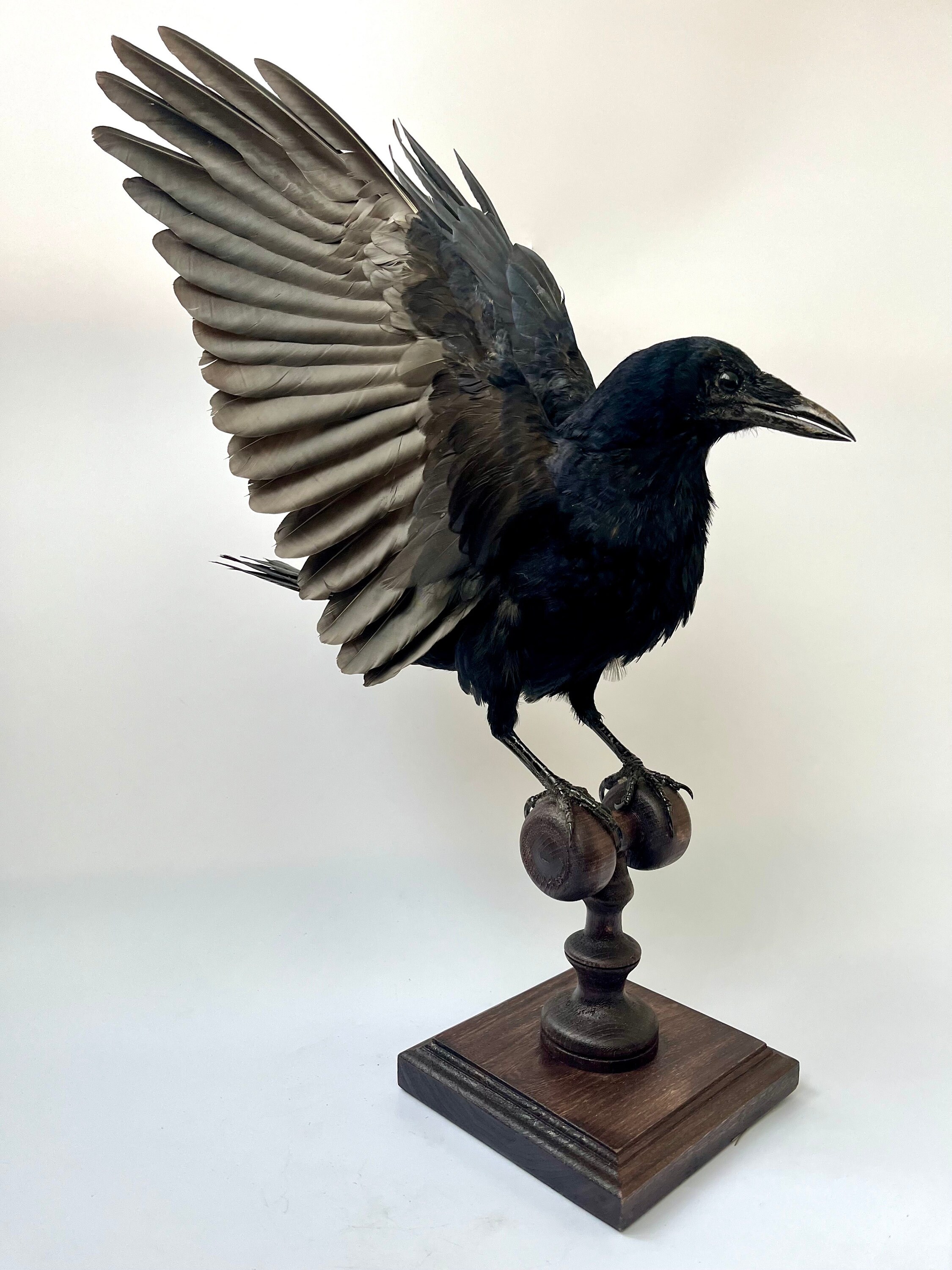 Rook Taxidermy Bird Real Stuffed Mount Animal Gothic Tattoo - Etsy
