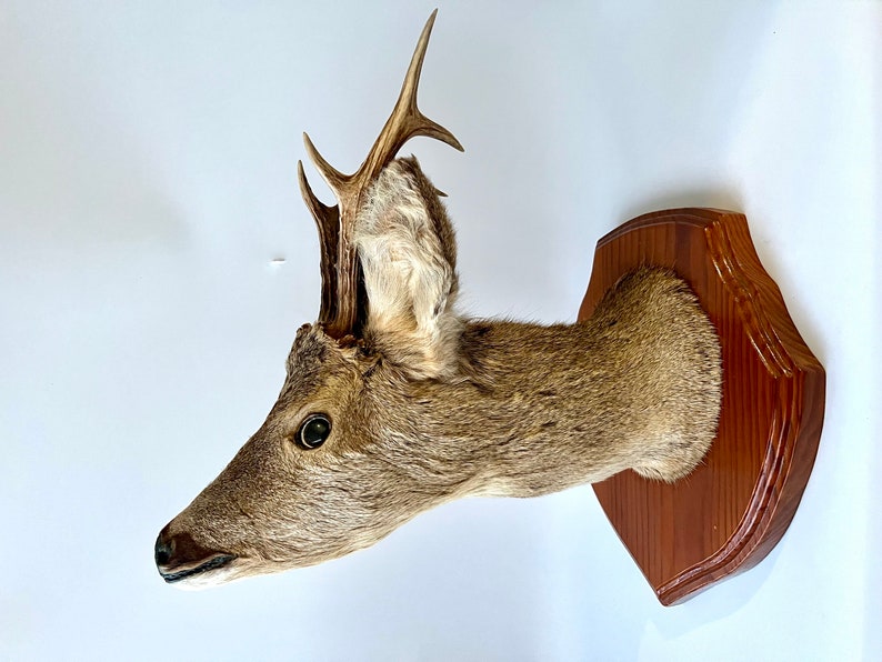 Roe Deer (capreolus Capreolus) Taxidermy Mounts Horns Stuffed Wall ...