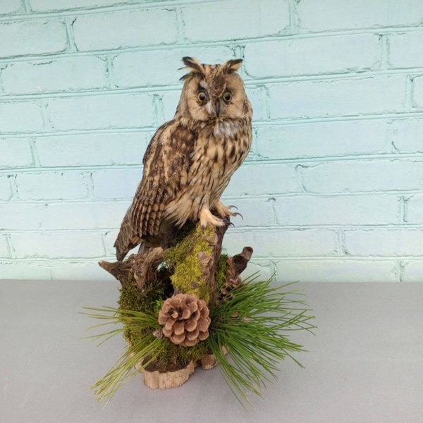 Taxidermy Owl - Etsy