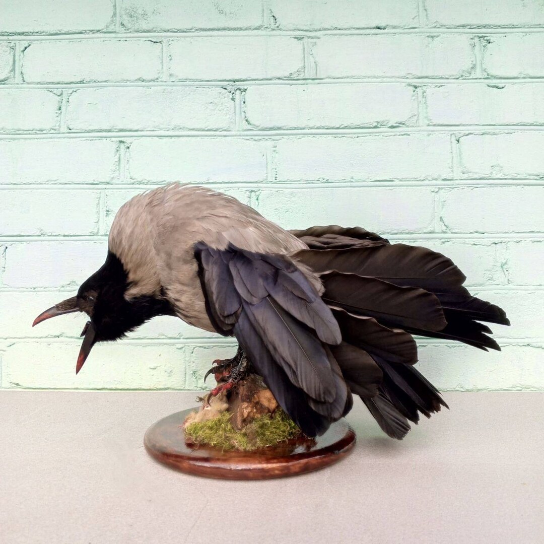 Hooded Crow corvus Cornix Taxidermy Stand Mount Eurasian Raven Gothic35 ...