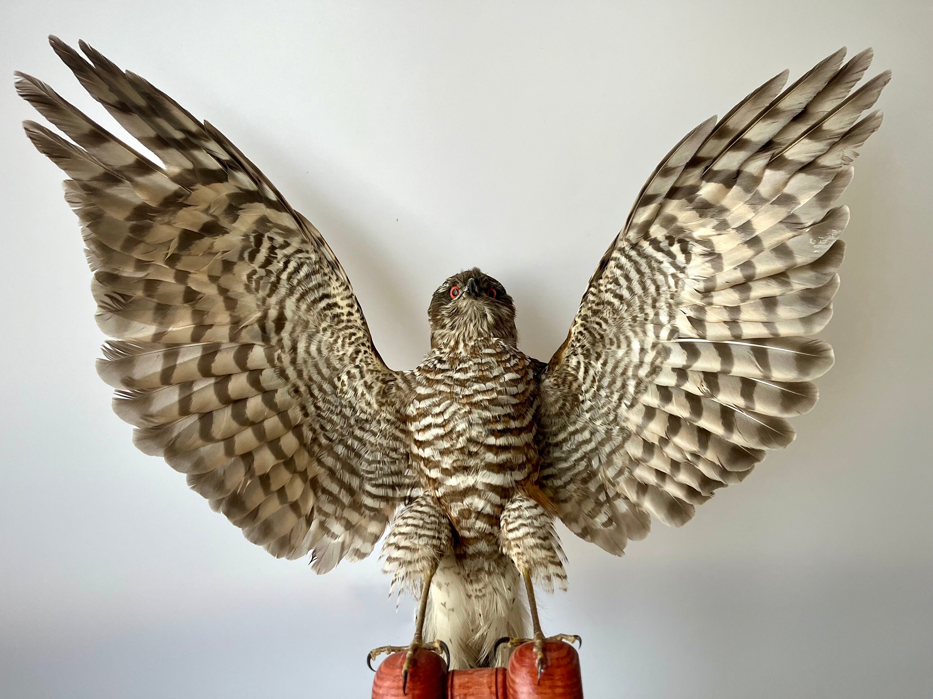 Taxidermy Sparrowhawk Standing Mount Bird - Etsy