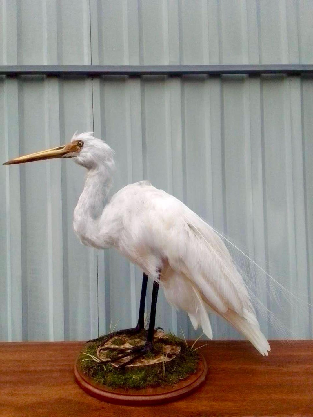 Taxidermy White Heron (ardea Alba) Bird Stuffed Decor Stand Mount ...