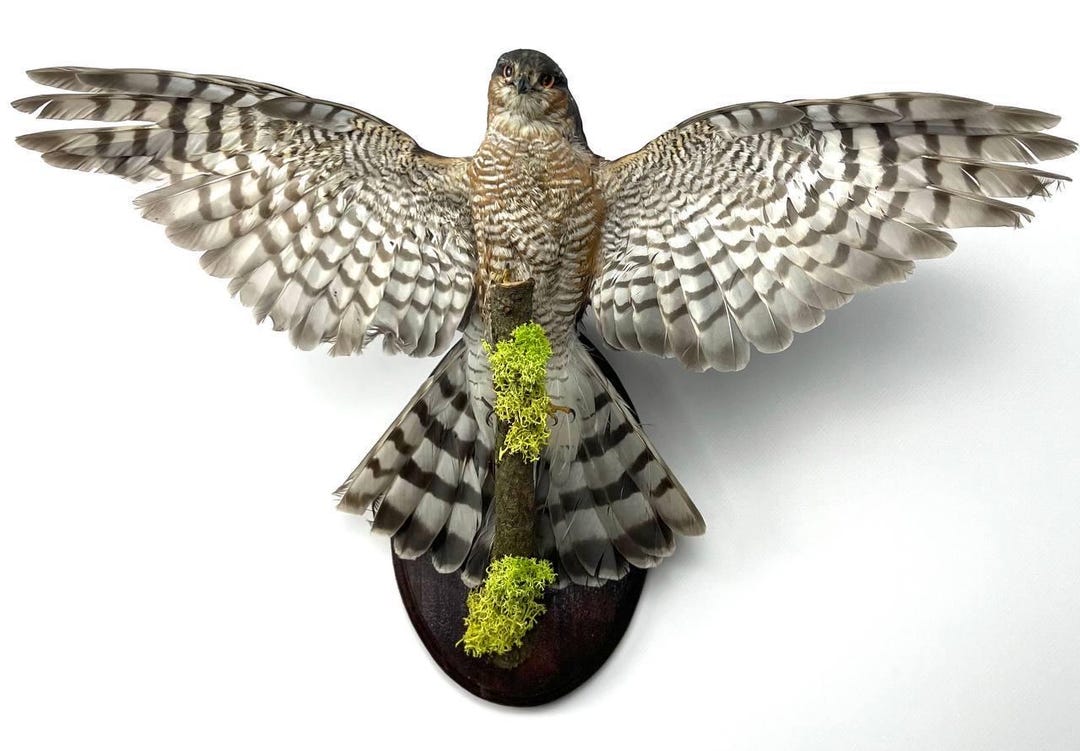 Eurasian Sparrow Hawk (accipiter Nisus) Taxidermy Mounts Bird Wall ...