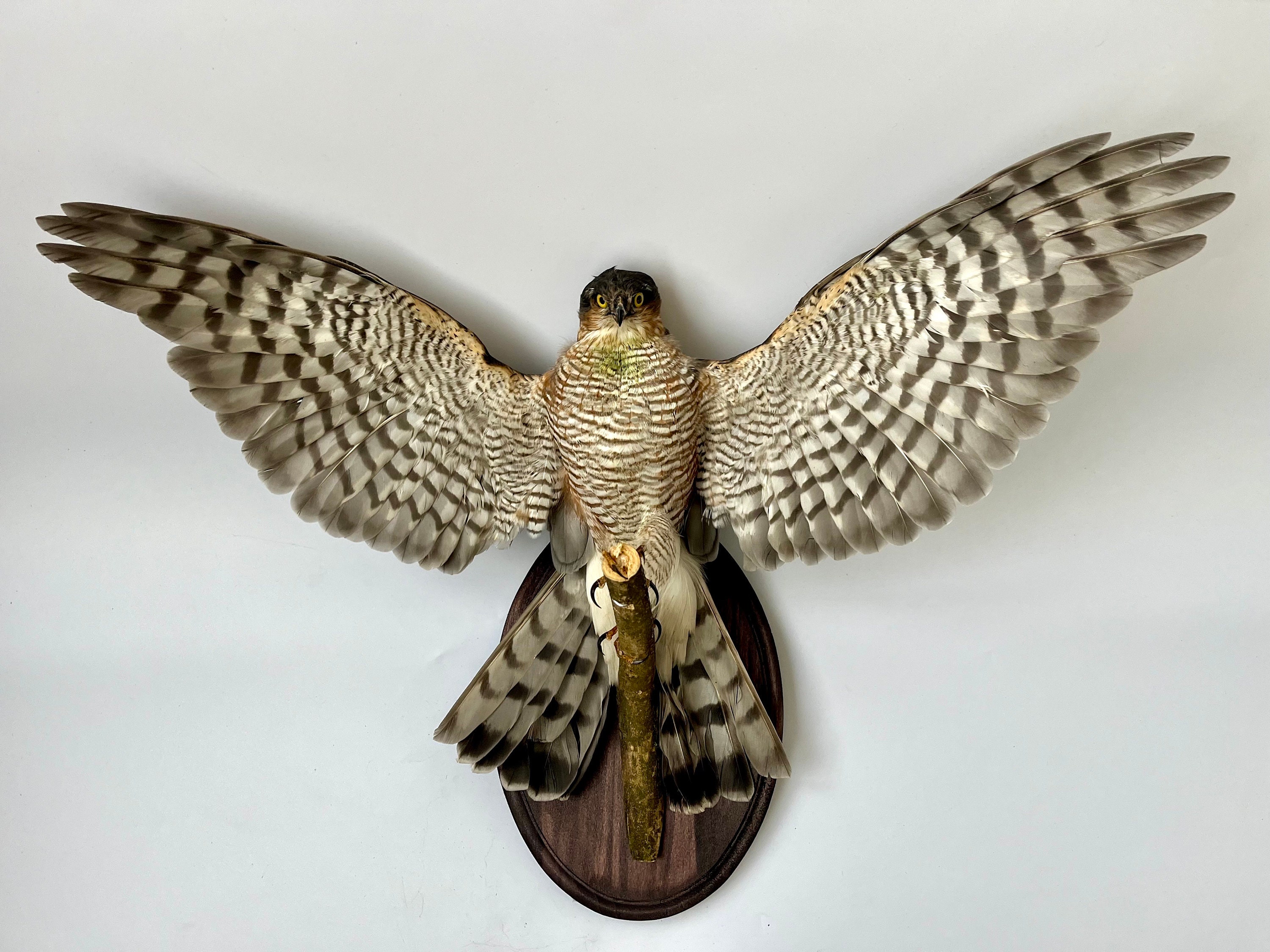 Eurasian Sparrow Hawk accipiter Nisus Taxidermy Mounts Bird Wall Mount ...