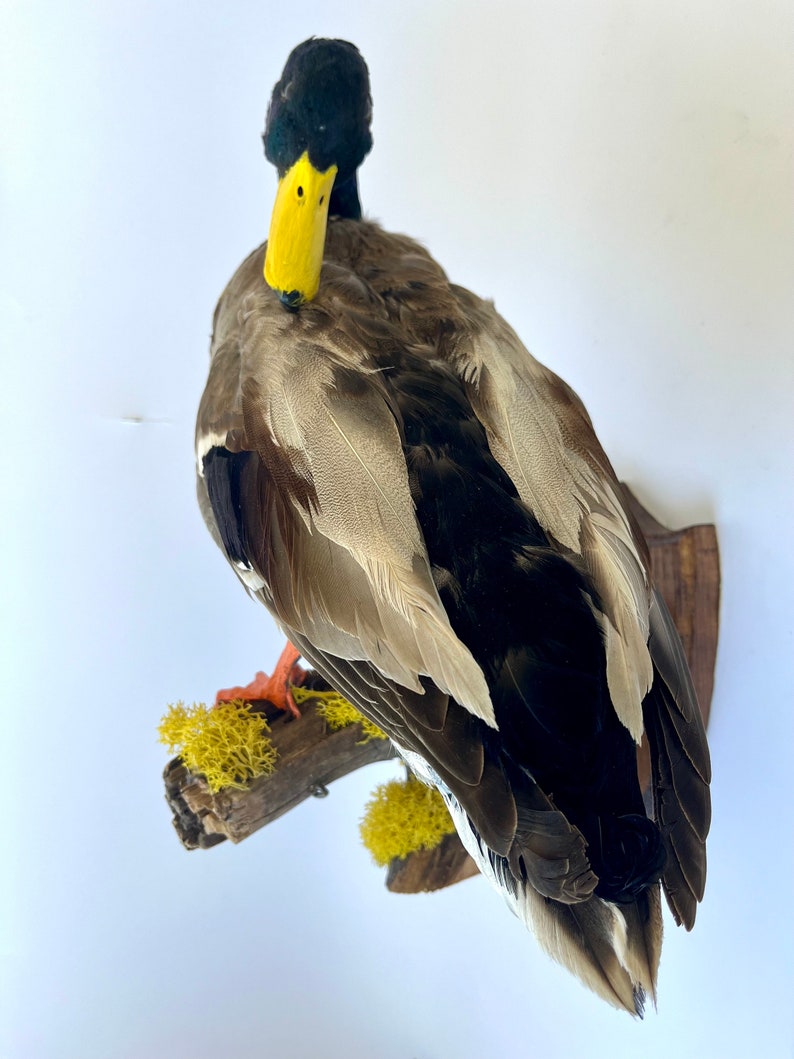 Domestic Pen Raised Mallard Duck Taxidermy Wall Mount - Etsy