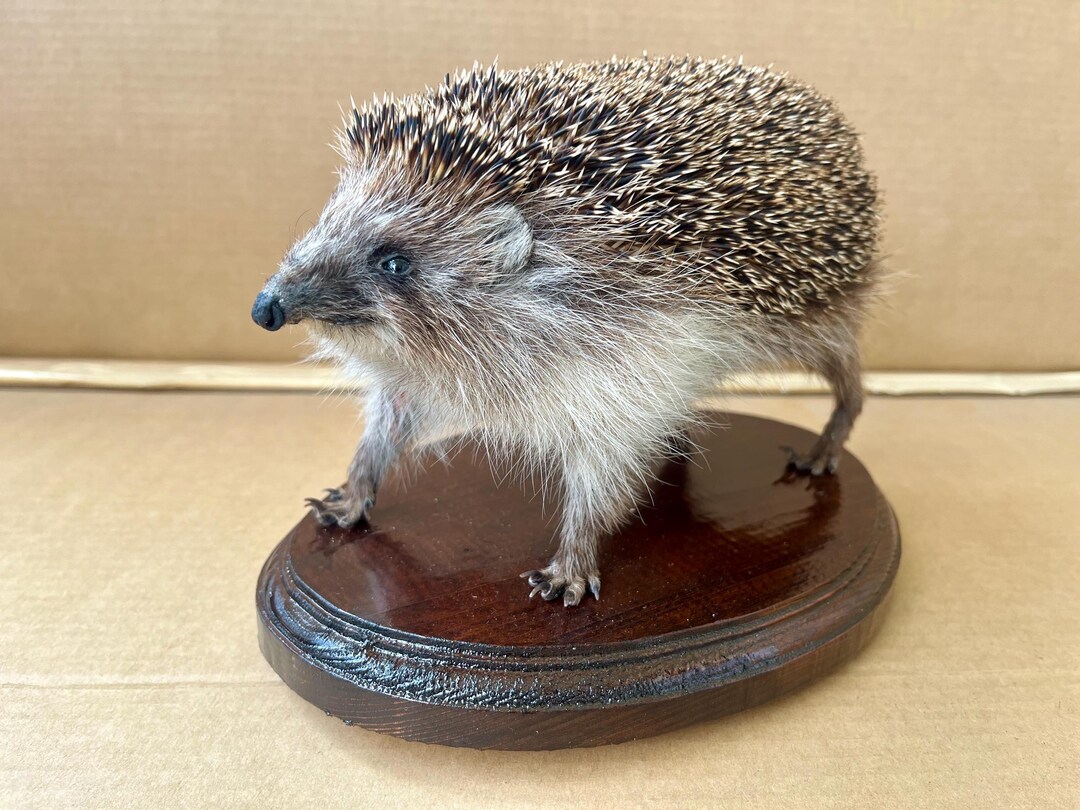 European Hedgehog (erinaceus Europaeus) Taxidermy Stand Mount Home ...