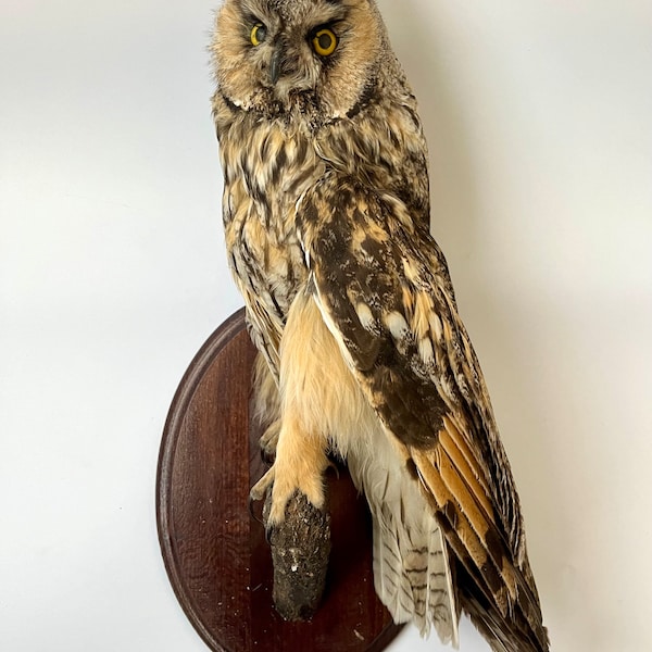 Taxidermy Owl - Etsy