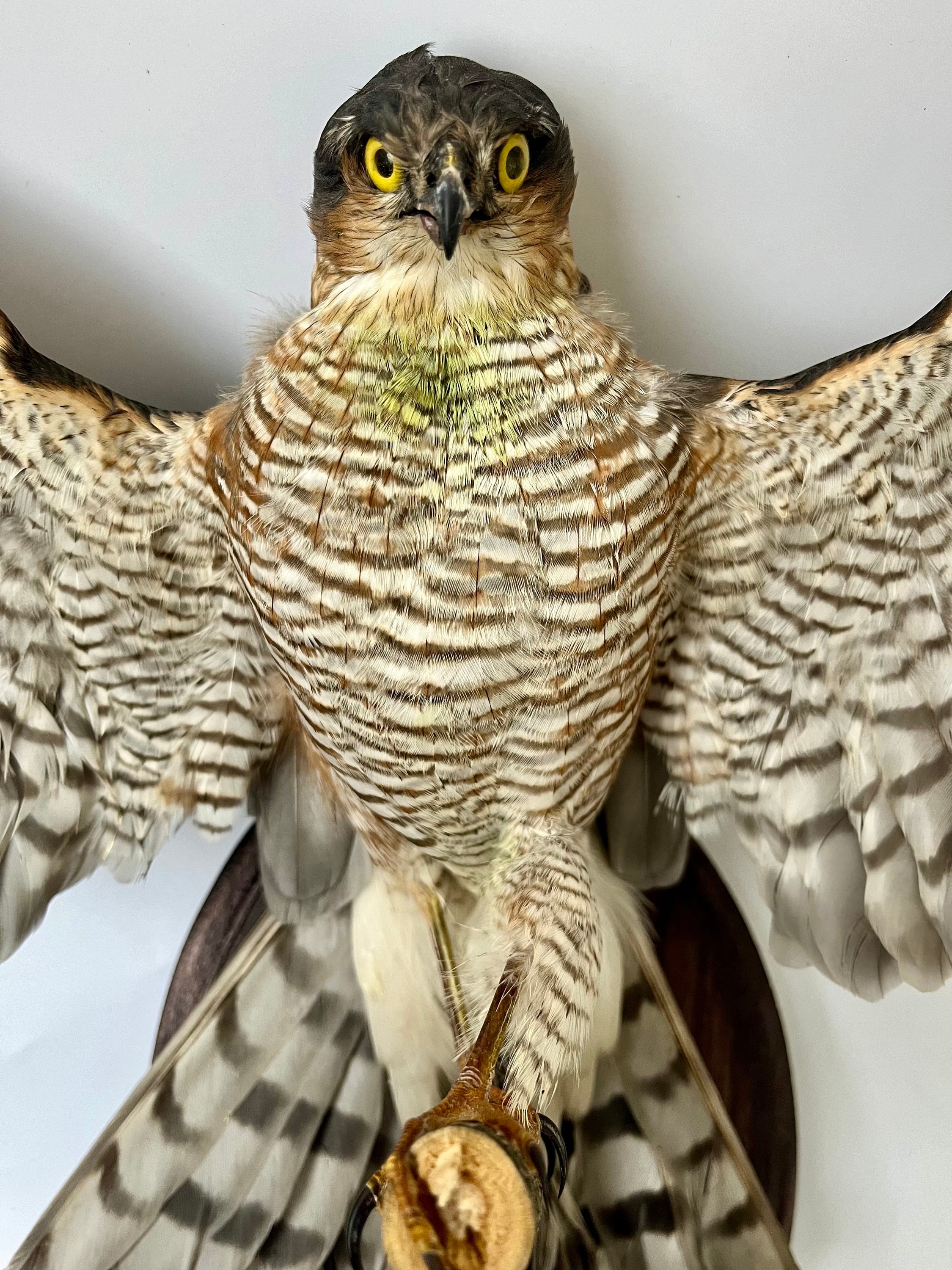 Eurasian Sparrow Hawk accipiter Nisus Taxidermy Mounts Bird Wall Mount ...