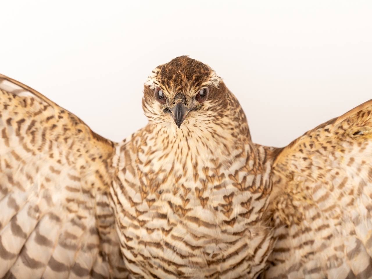 Eurasian Sparrow Hawk accipiter Nisus Taxidermy Mounts Bird Wall Mount ...