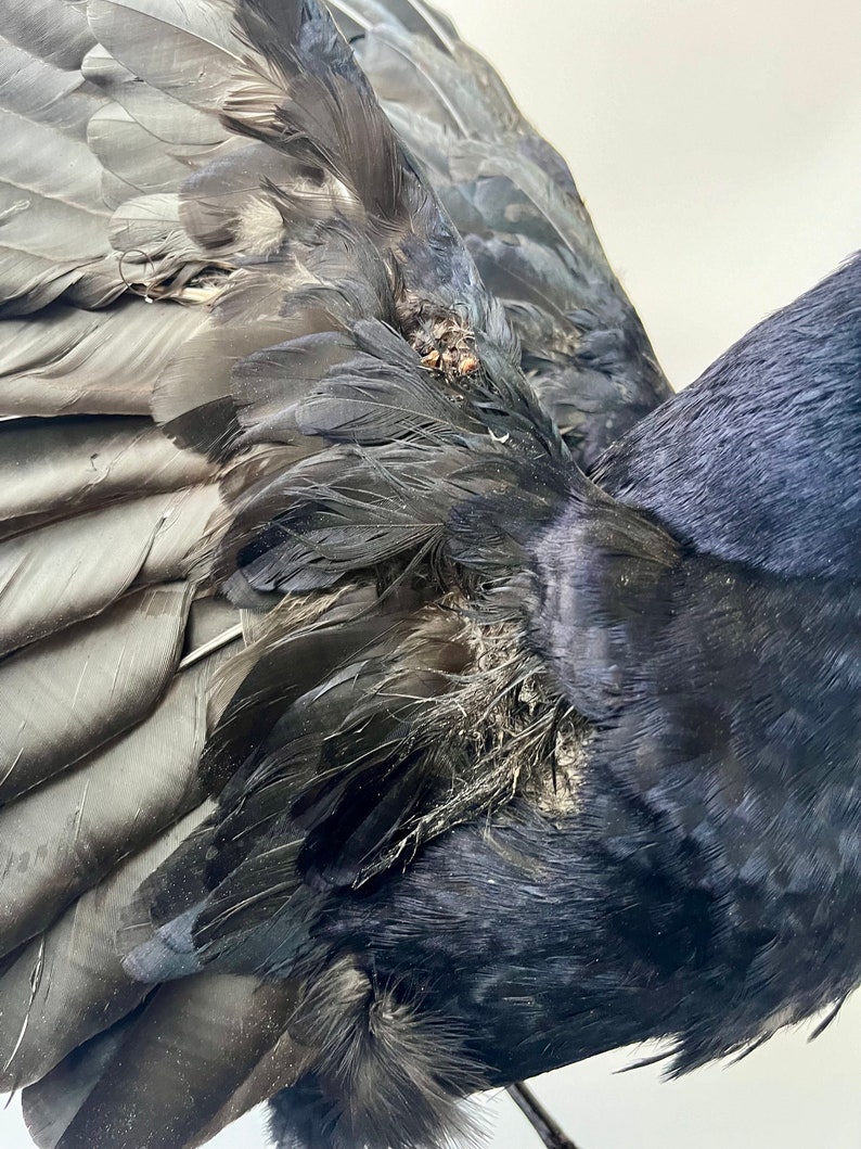 Rook Taxidermy Bird Real Stuffed Mount Animal Gothic Tattoo Driftwood ...