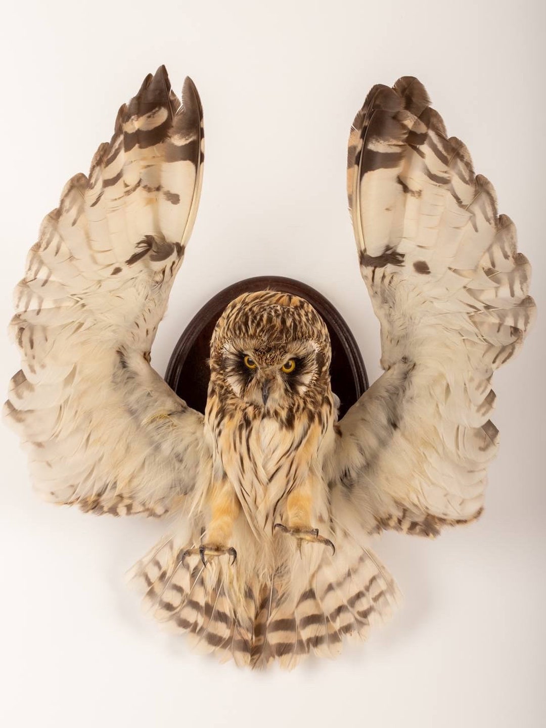 Taxidermy Short-eared Owl asio Flammeus Wide Wings Stuffed Mounts Wall ...