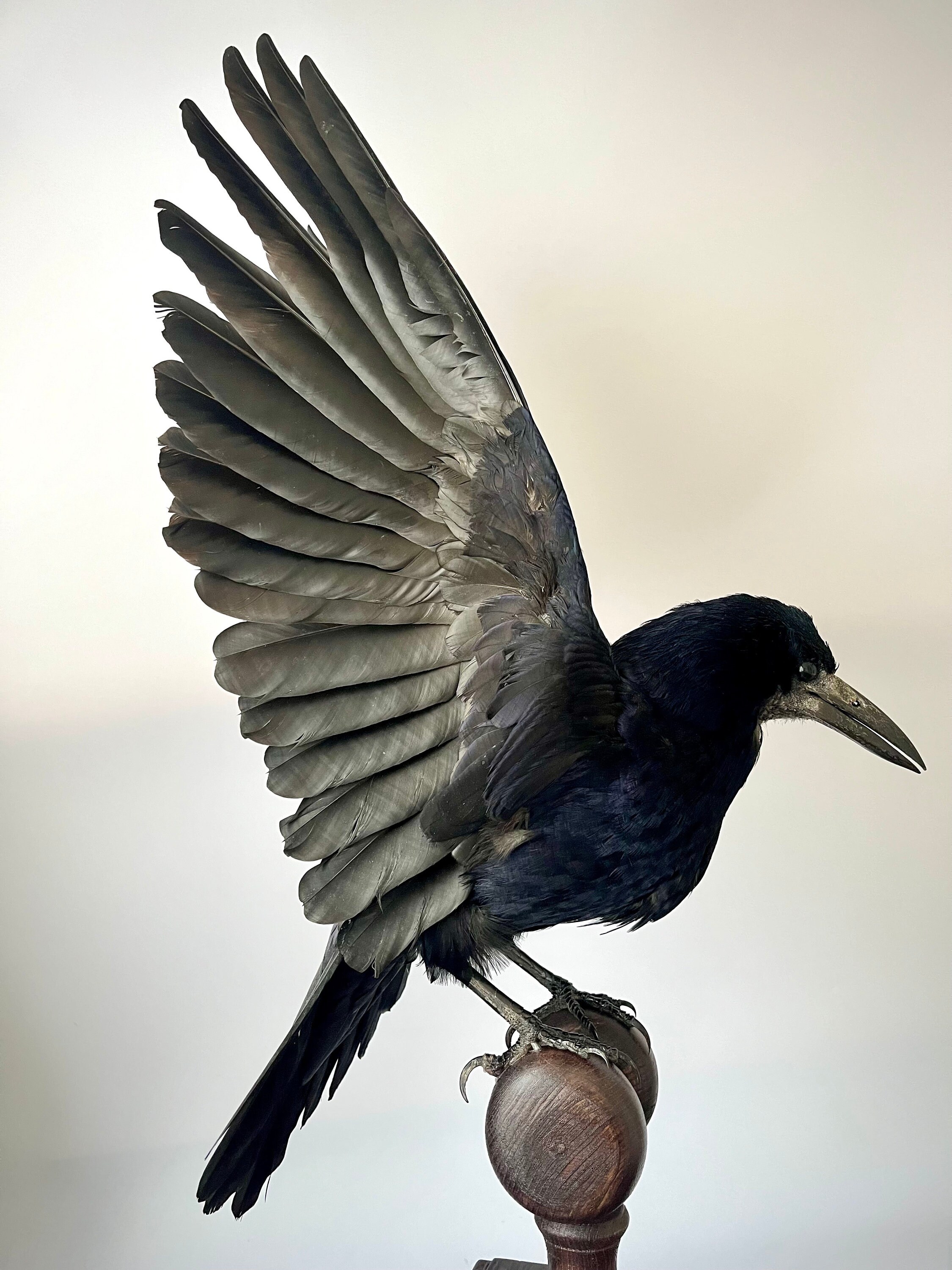 Rook Taxidermy Bird Real Stuffed Mount Animal Gothic Tattoo - Etsy