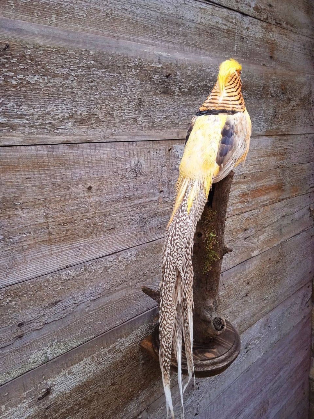 Taxidermy Yellow Golden Pheasant Stuffed Stand Mounts - Etsy
