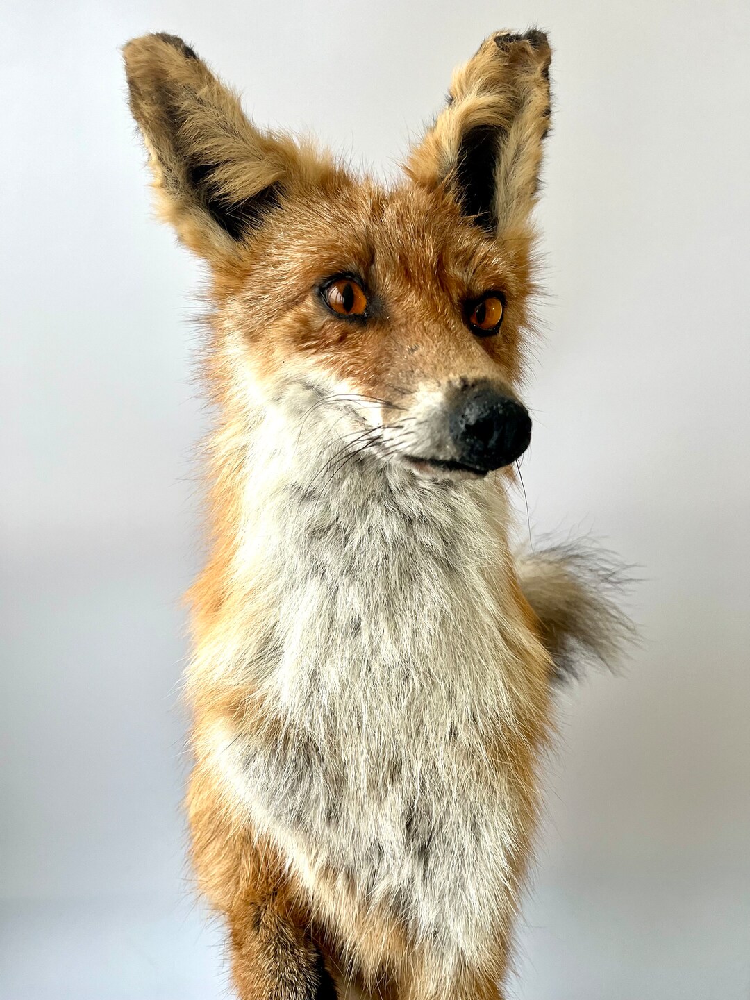 Red Fox vulpes Vulpes Taxidermy Mounts Stuffed Animal Full Body - Etsy