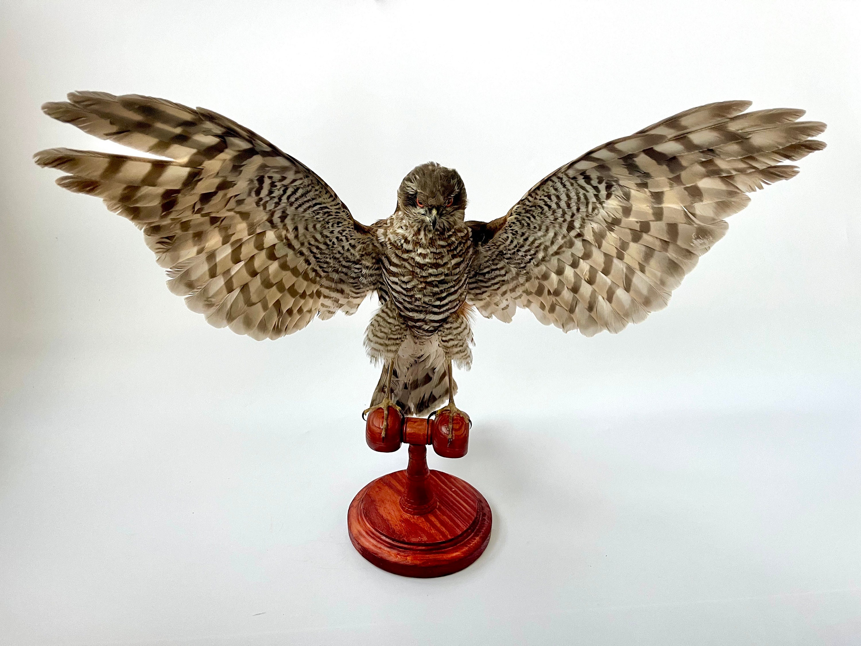 Taxidermy Sparrowhawk Standing Mount Bird - Etsy