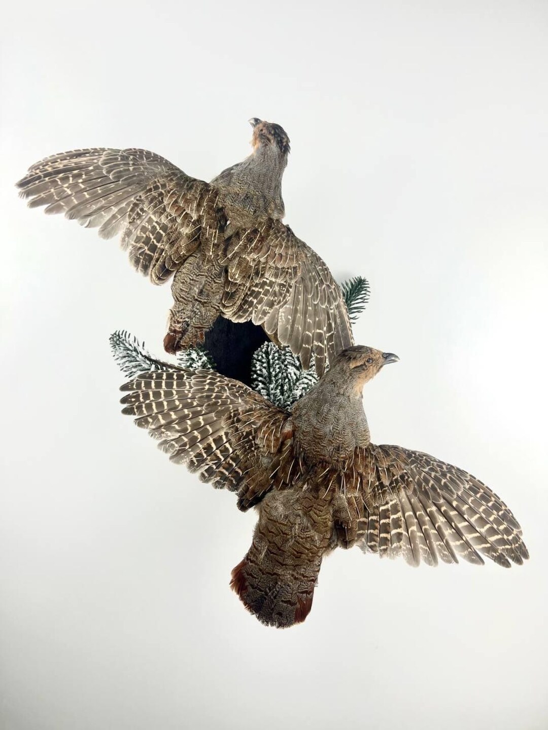 Grey Partridge perdix Perdix Set Pheasant Family Taxidermy Wide Wings ...