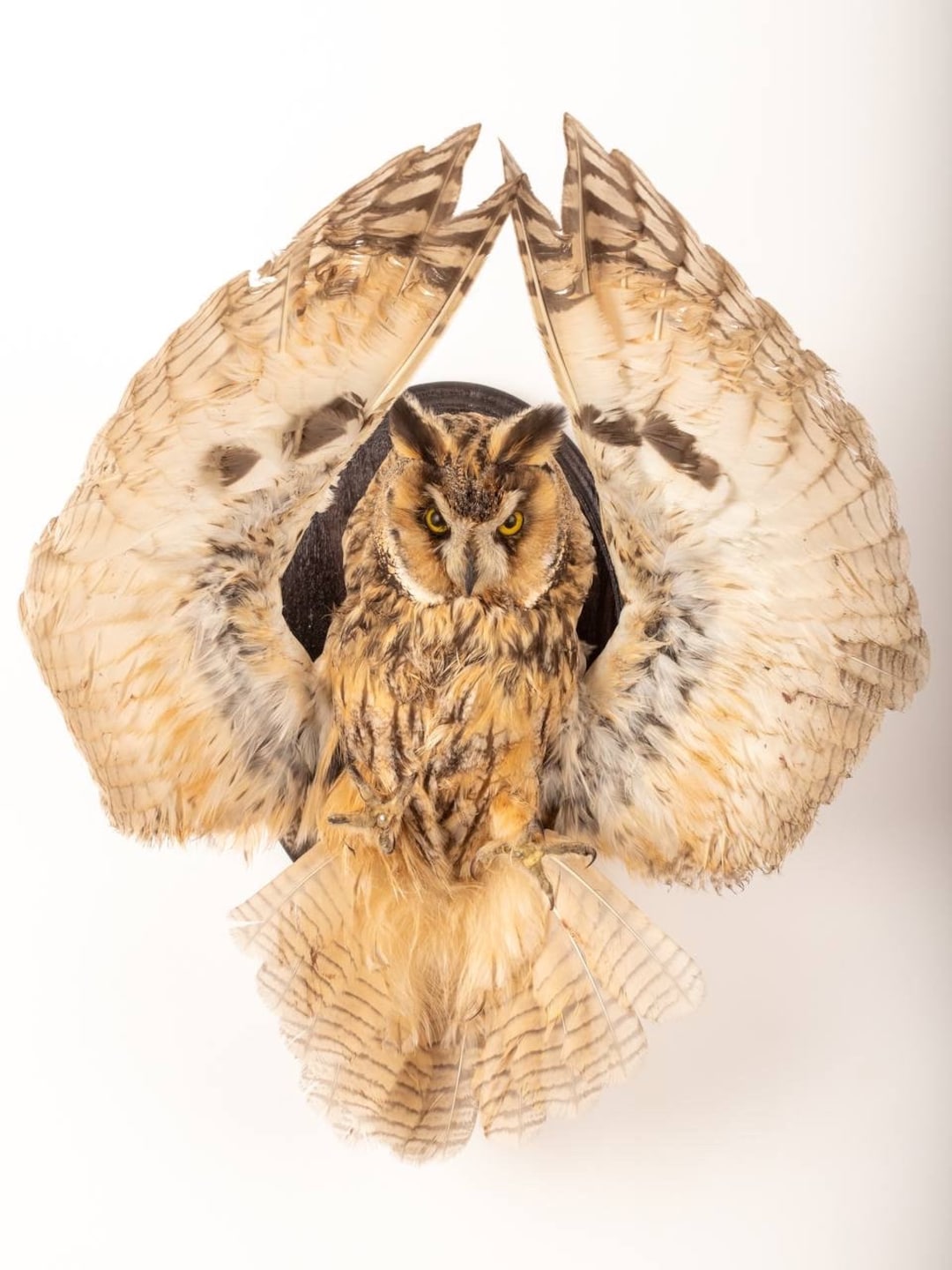 Taxidermy Long-eared Owl asio Otus Wide Wings Stuffed Mounts Wall Mount ...