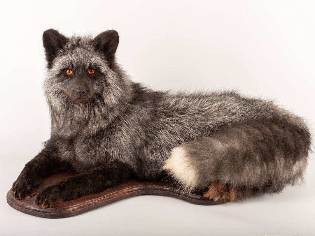 Silver Fox vulpes Vulpes Taxidermy Stand Mount Natural Size Mounts ...