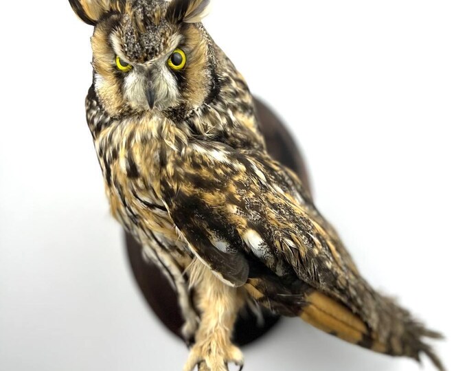 Taxidermy Long-eared Owl (asio Otus) Stuffed Mounts Wall Mount Bird ...