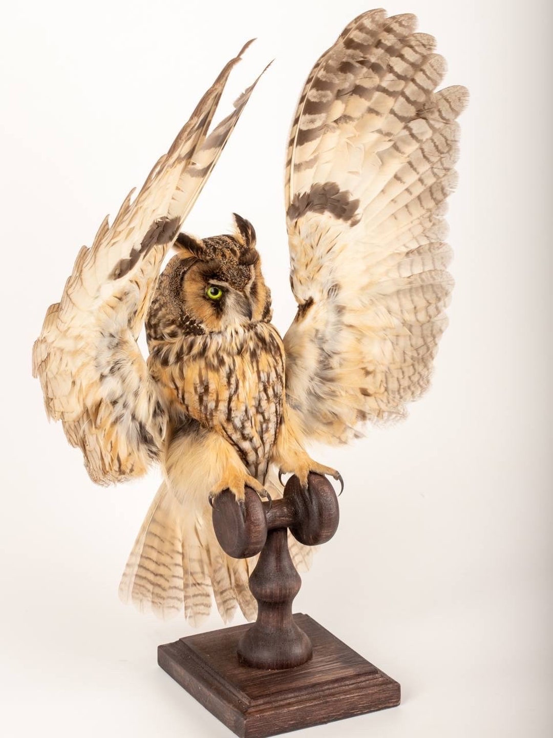 Taxidermy Long-eared Owl asio Otus Wide Wings Stuffed Mounts Standing ...
