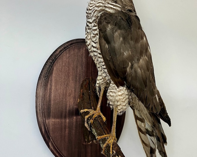 Eurasian Sparrow Hawk accipiter Nisus Taxidermy Mounts Bird Wall Mount ...