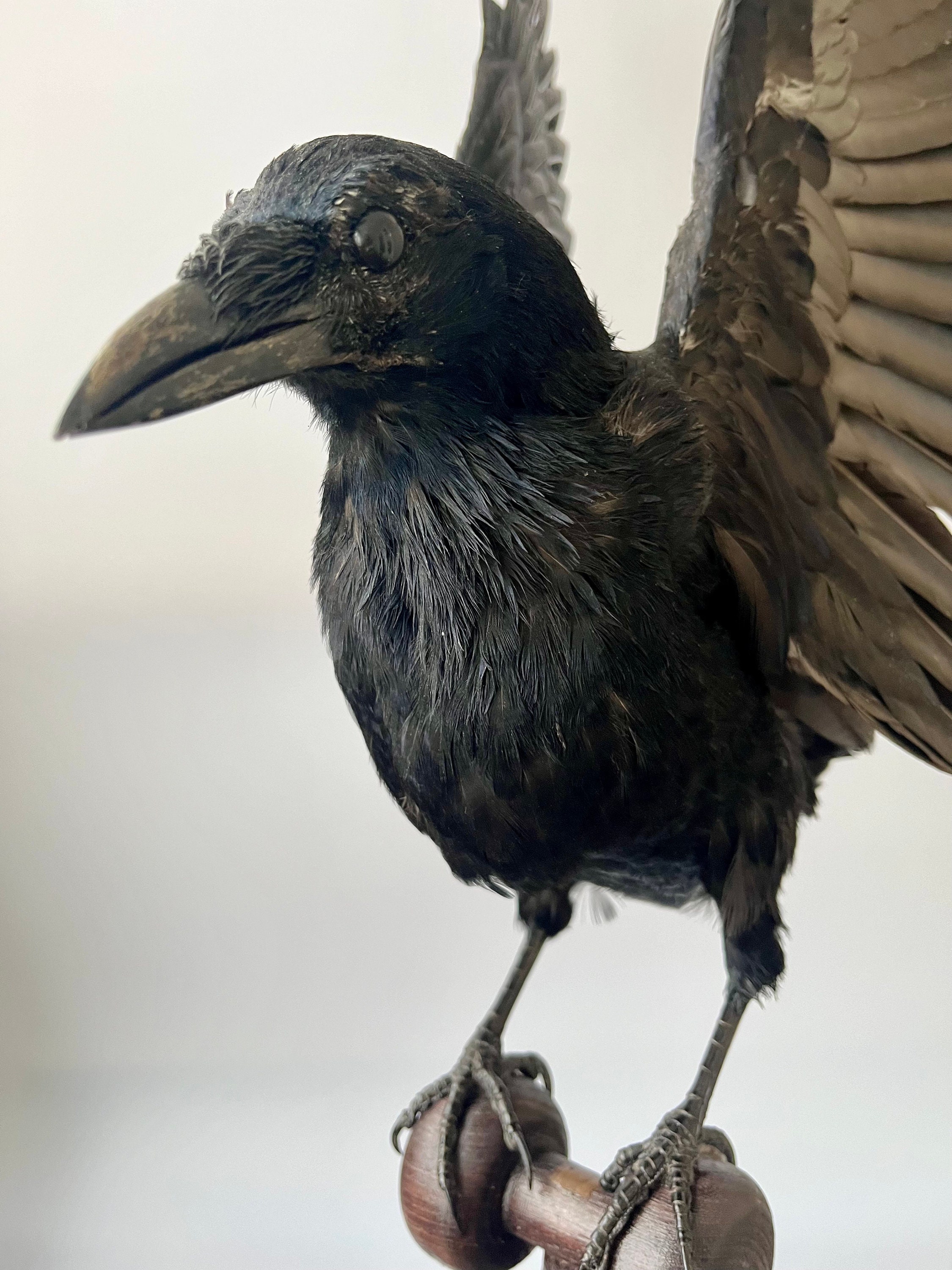 Rook Taxidermy Bird Real Stuffed Mount Animal Gothic Tattoo - Etsy
