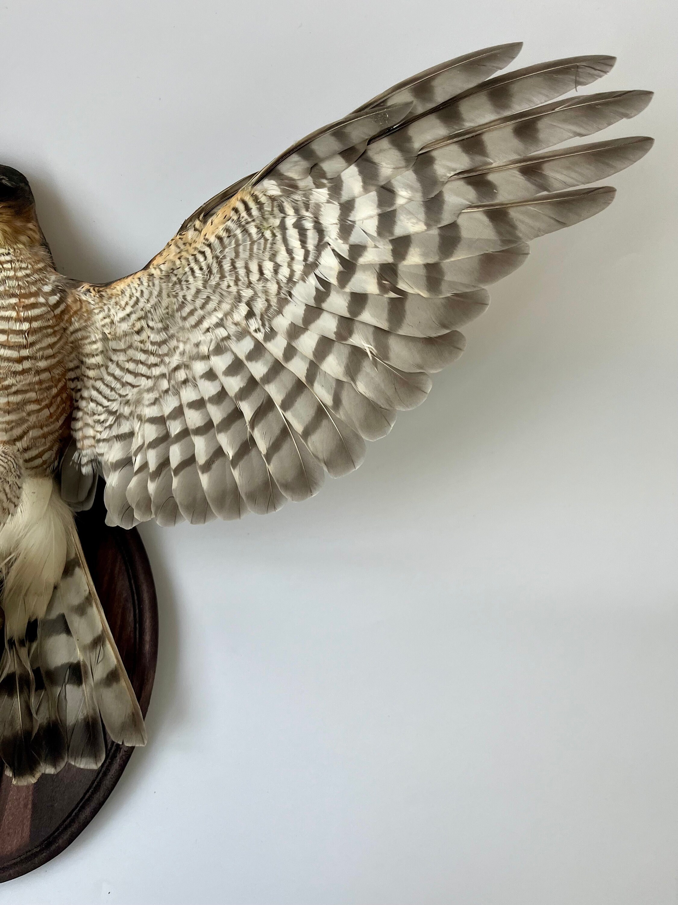 Eurasian Sparrow Hawk accipiter Nisus Taxidermy Mounts Bird Wall Mount ...