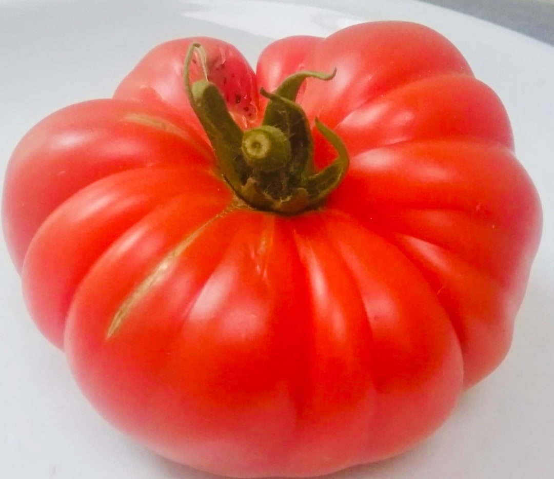 Brutus Tomato 10 Seeds - Etsy