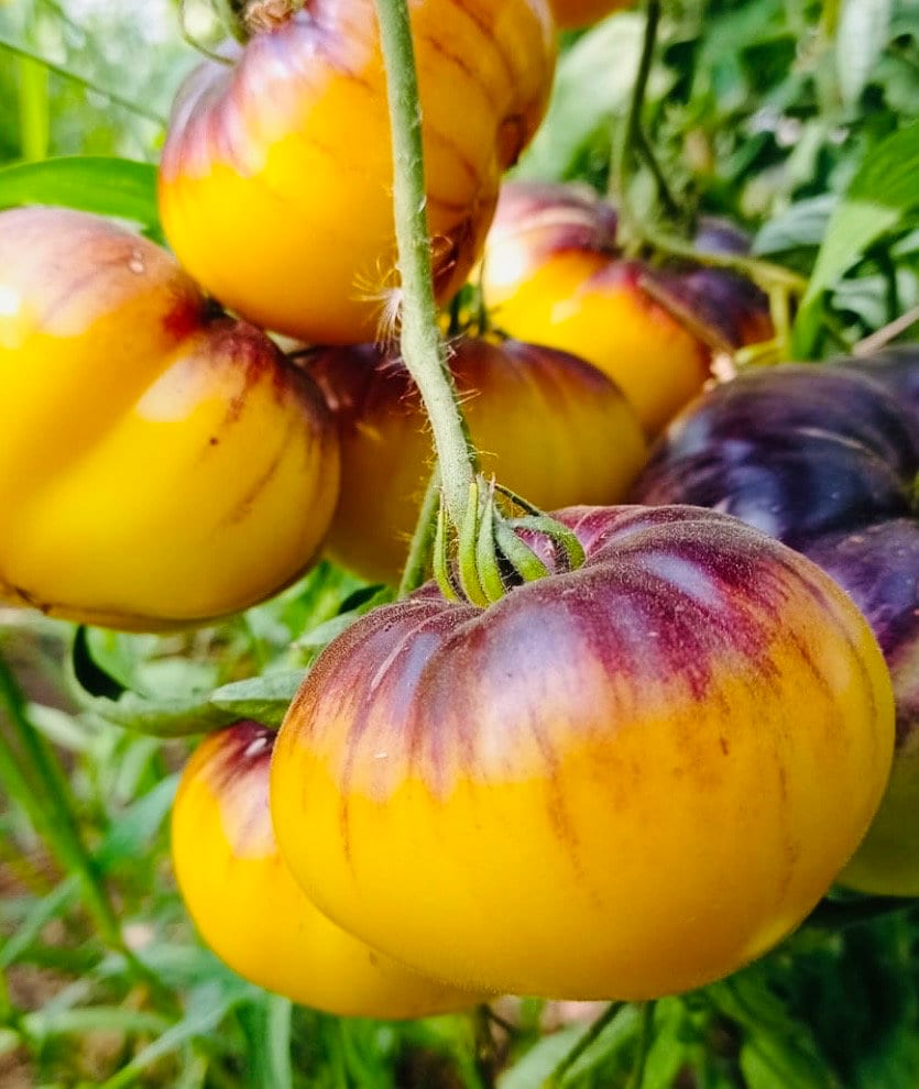 Tomate Wolverine (10 graines) - Etsy France