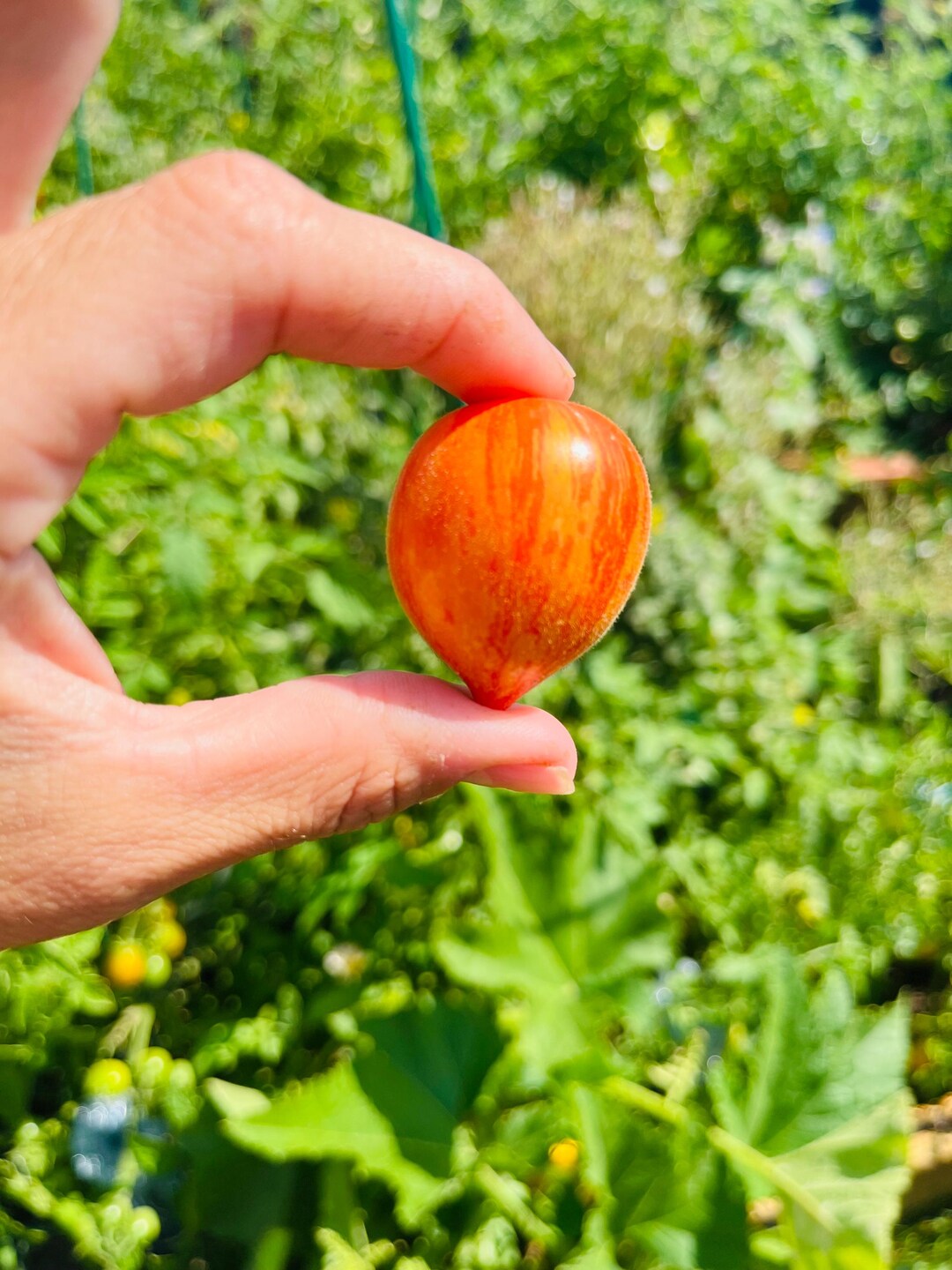 Fuzzy Wuzzy Micro Dwarf Tomato (10 Seeds) - Etsy