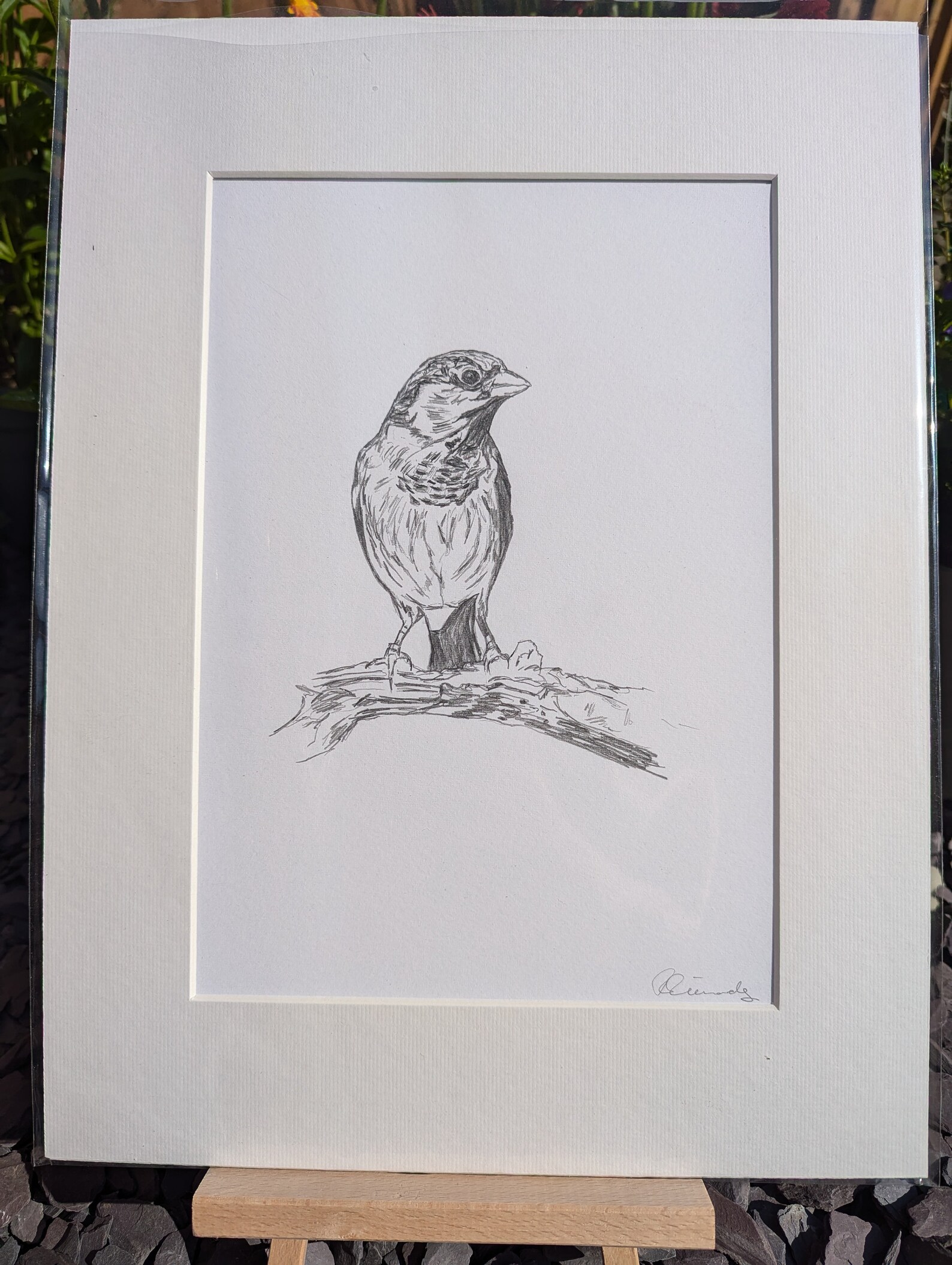 Sparrow Pencil Drawing, Original Artwork, Graphite, Nature, Birds ...