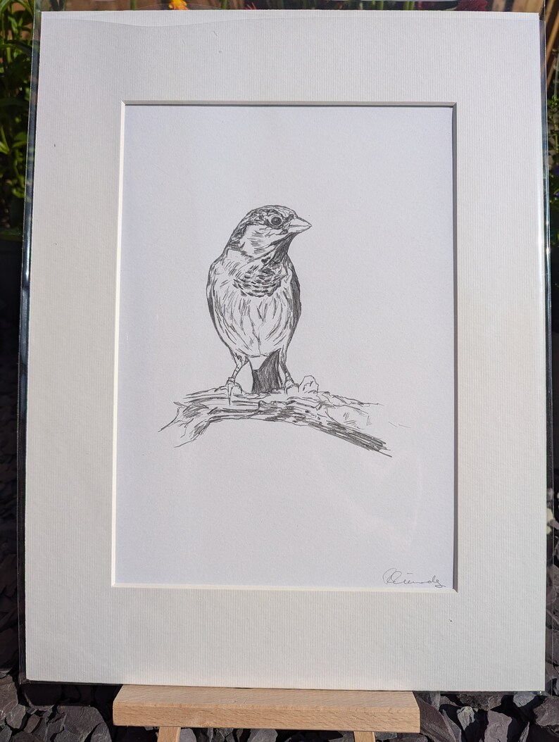 Sparrow Pencil Drawing, Original Artwork, Graphite, Nature, Birds ...