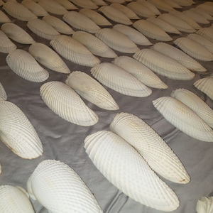 Angel Wing Shells, Beach Shells, Angel Wing Pairs - Etsy
