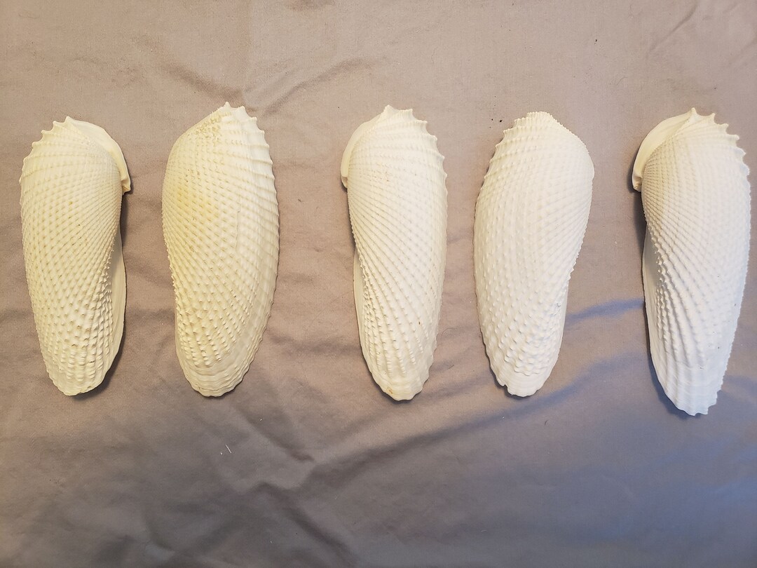 Individual Angel Shells - Etsy