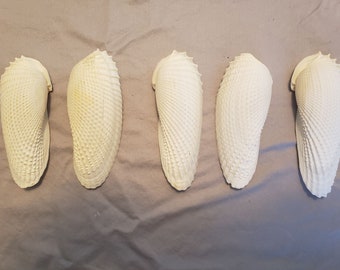 Angel Wing Shells, Beach Shells, Angel Wing Pairs - Etsy