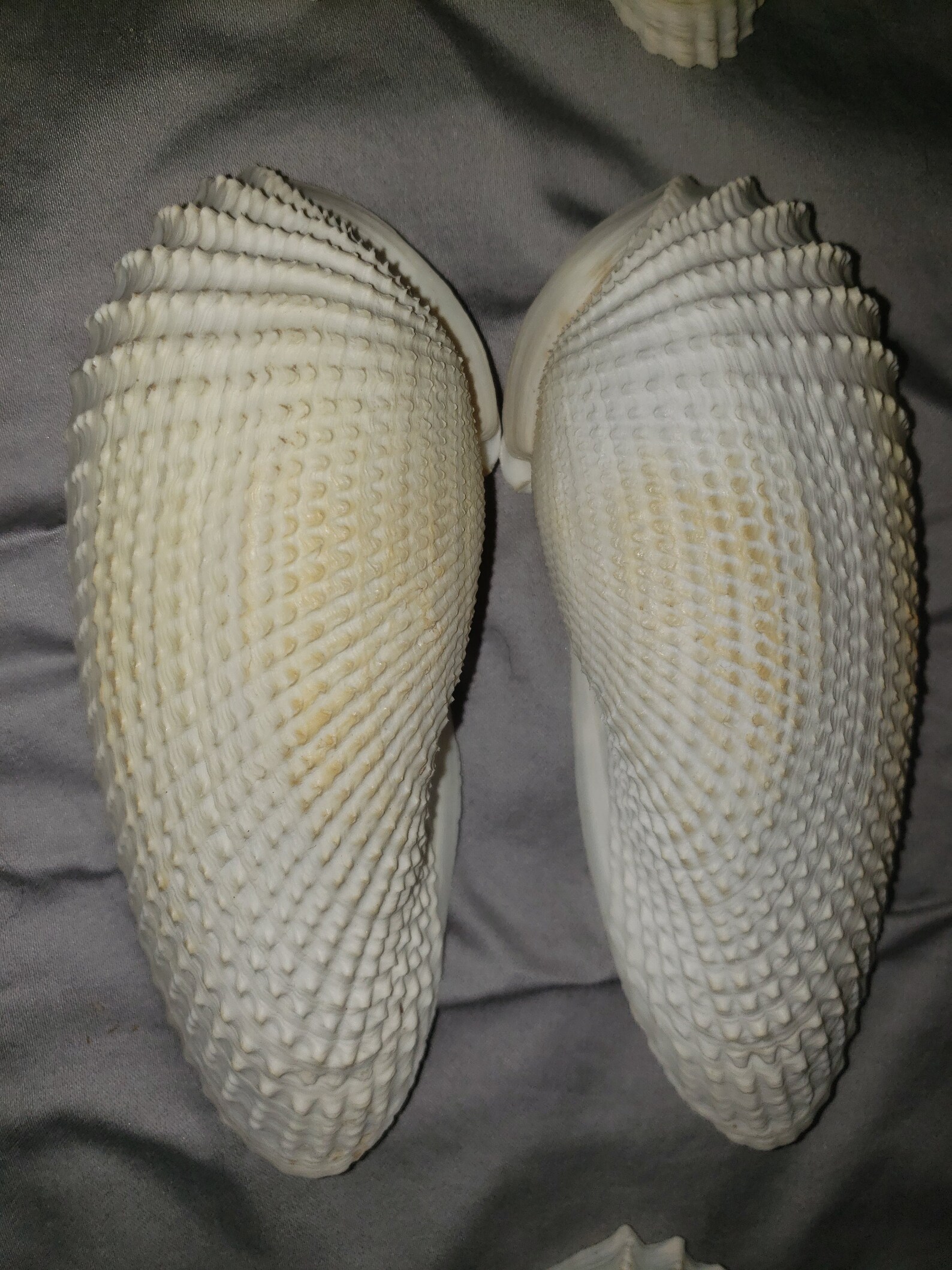 Angel Wing Shells, Beach Shells, Angel Wing Pairs - Etsy