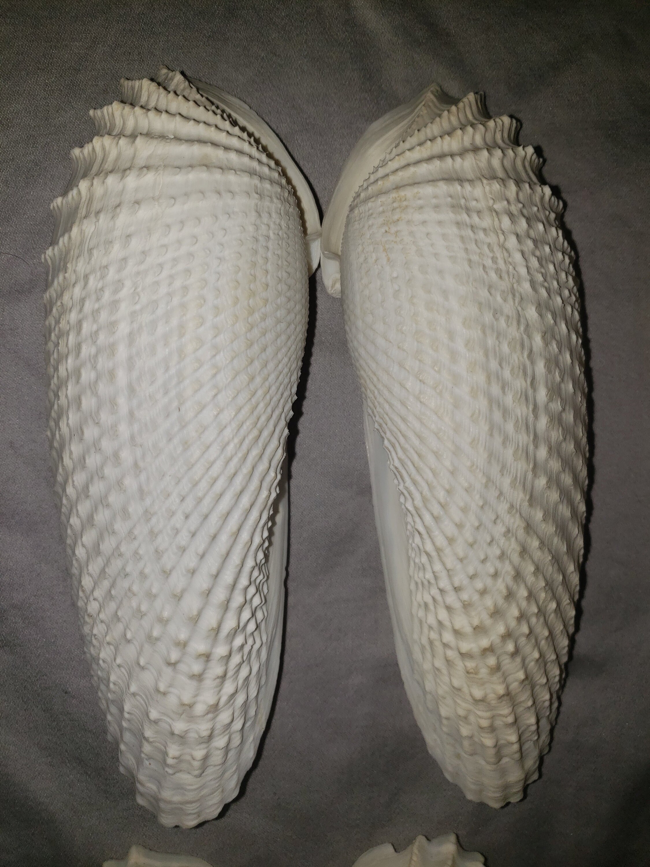 Angel Wing Shells, Beach Shells, Angel Wing Pairs - Etsy
