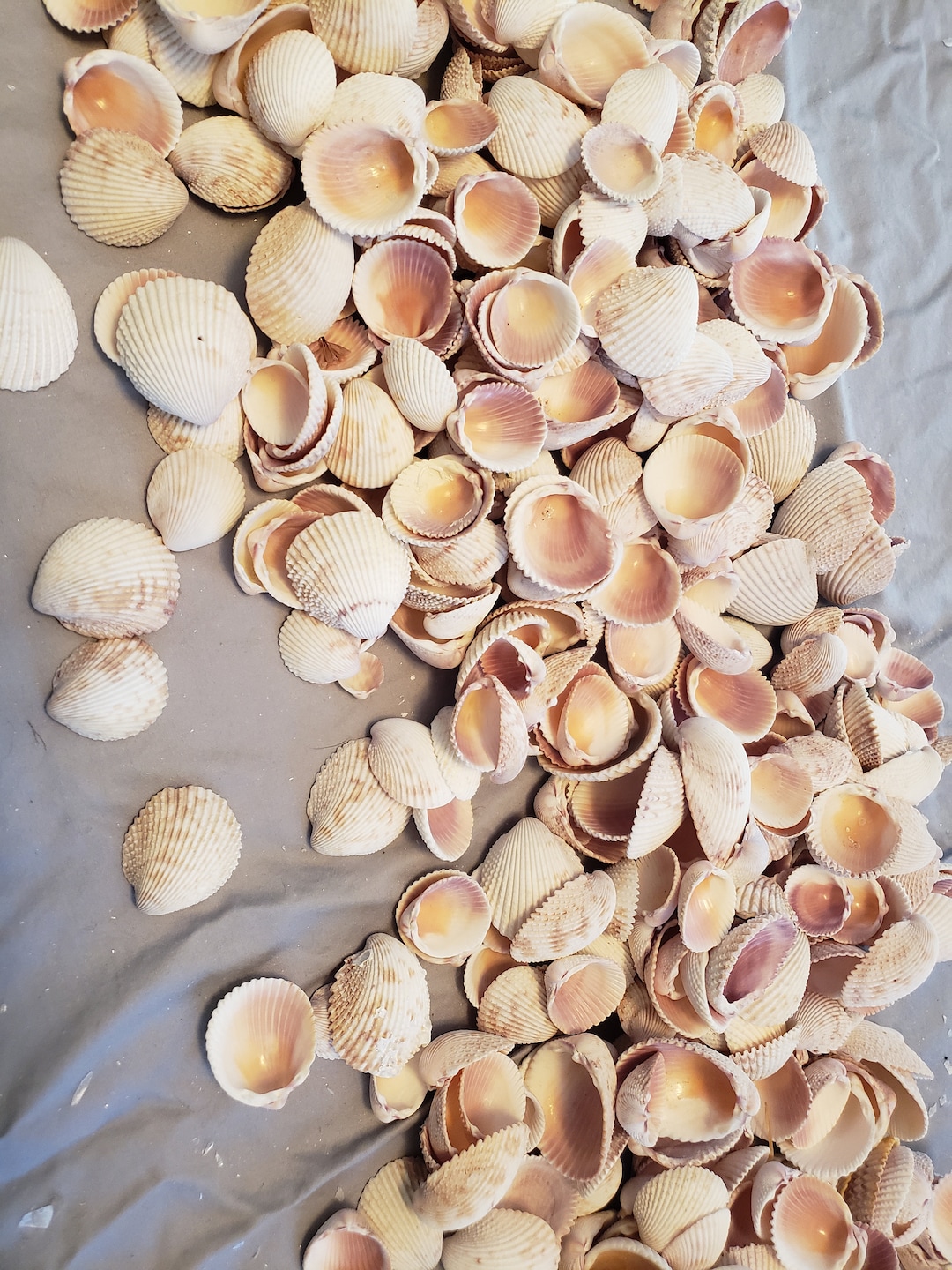 Florida Prickly Cockles Shells: Beach Decor, 50 Pack - Etsy