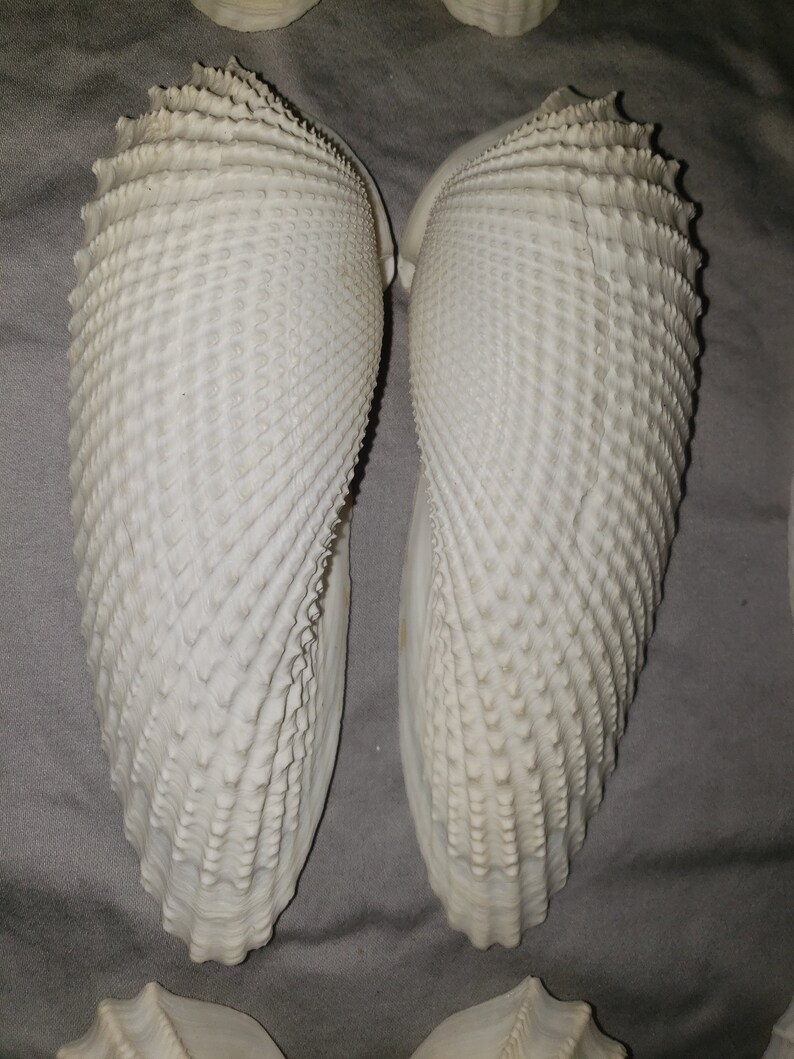 Angel Wing Shells, Beach Shells, Angel Wing Pairs - Etsy
